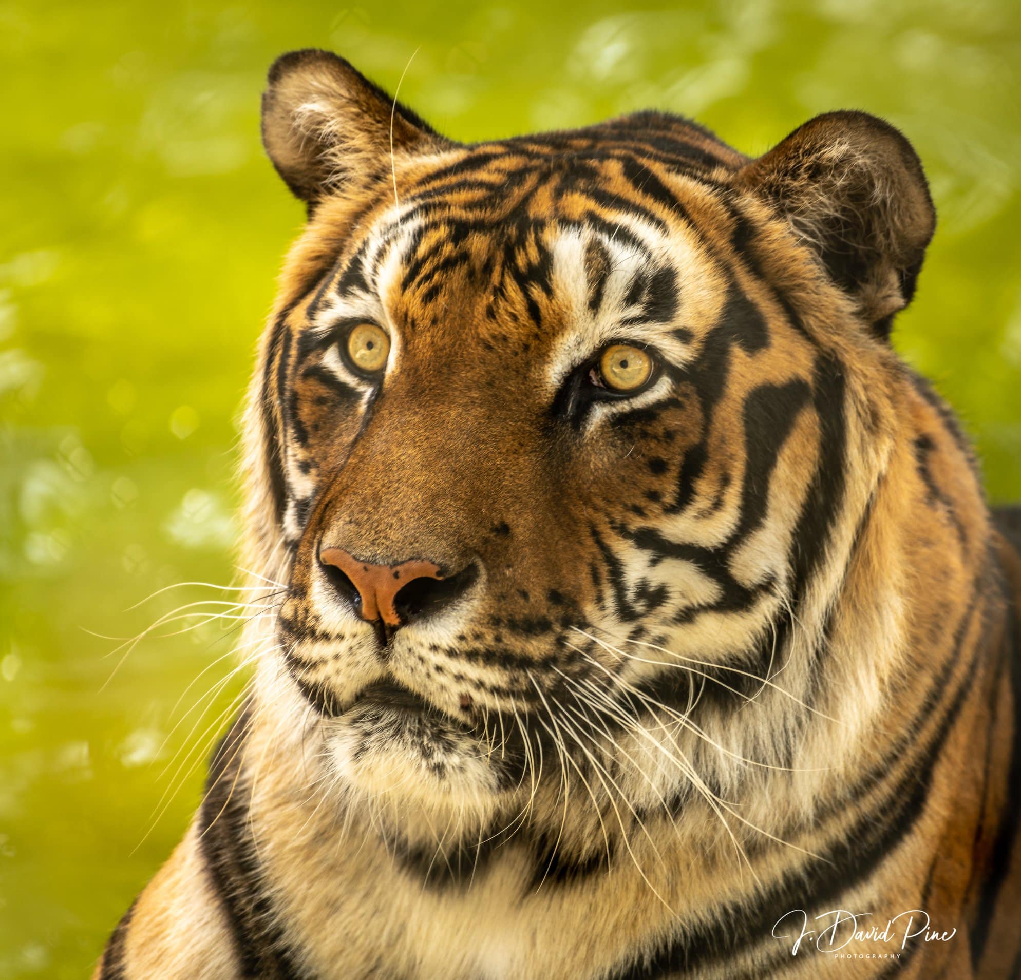 Parent's Guide: Kid-Friendly Picks in Austin - American Gem Society